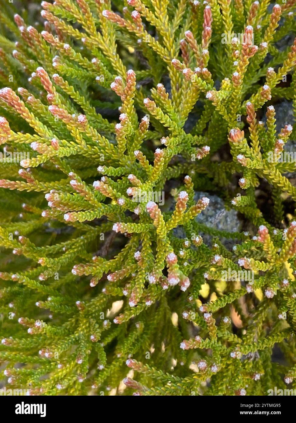 Cone Stompie (Brunia noduliflora Stock Photo - Alamy