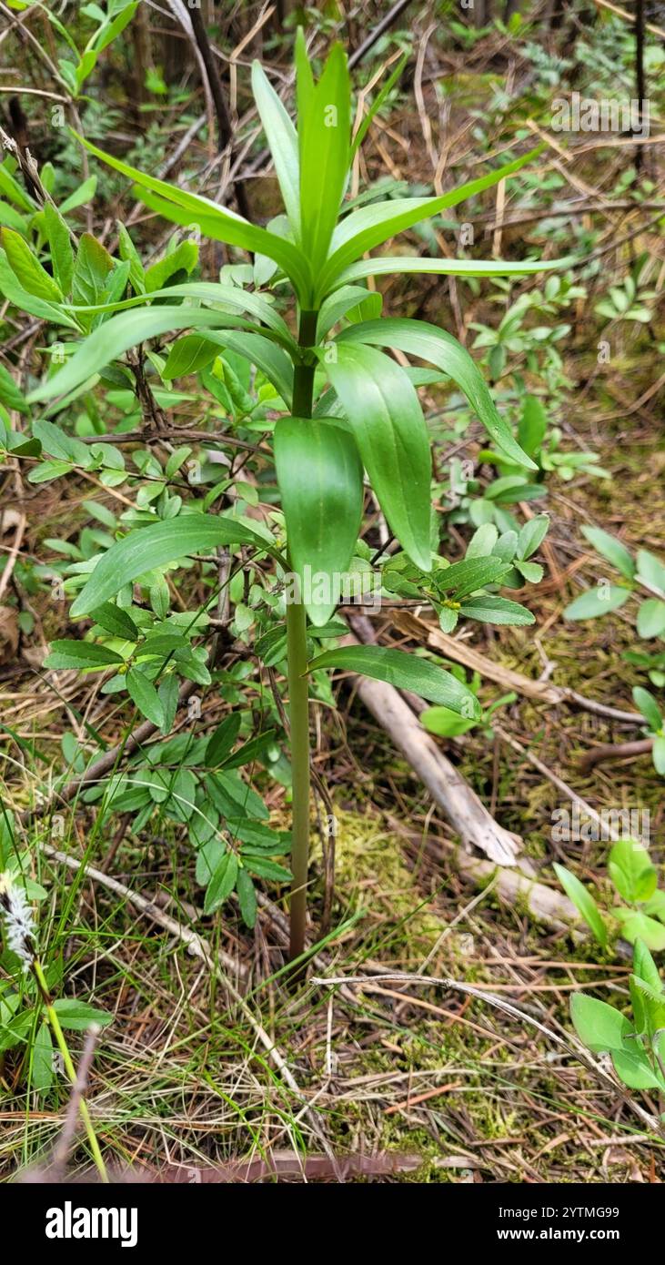 Columbia lily (Lilium columbianum Stock Photo - Alamy
