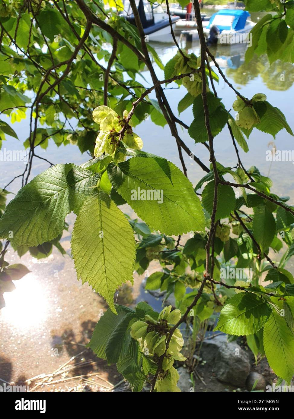 Wych Elm (Ulmus glabra Stock Photo - Alamy