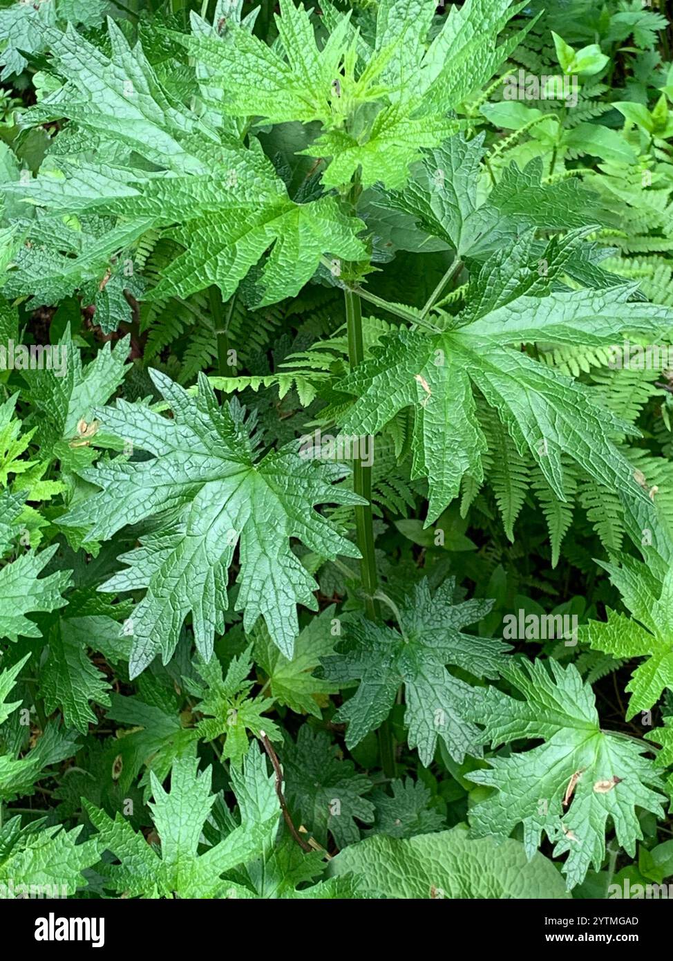 common motherwort (Leonurus cardiaca Stock Photo - Alamy