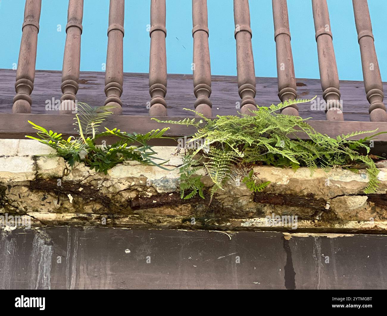 Pityrogramma hi-res stock photography and images - Alamy