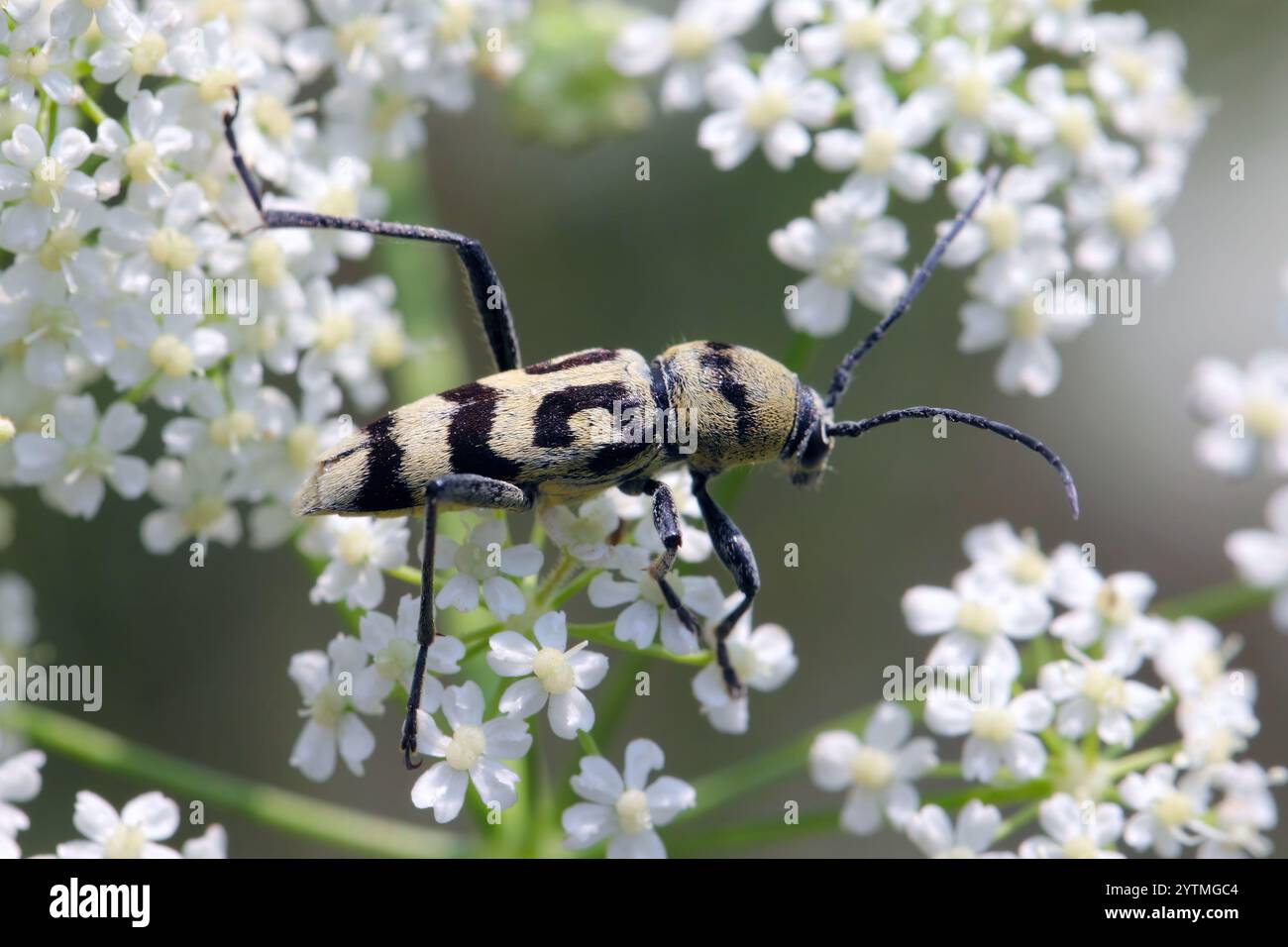 Wasp Beetle - Cerambycid (Chlorophorus varius) on umbellifer in summer ...