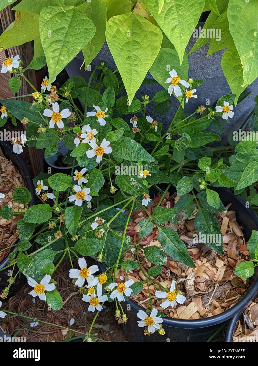 White beggarticks (Bidens alba Stock Photo - Alamy