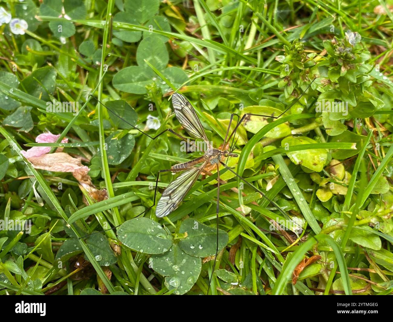 black-striped cranefly (Tipula vernalis Stock Photo - Alamy