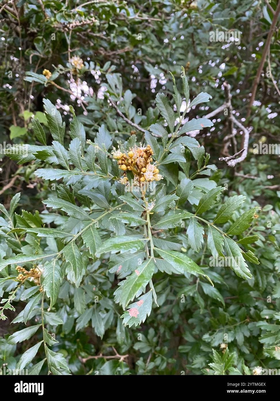 False horsewood (Hippobromus pauciflorus Stock Photo - Alamy