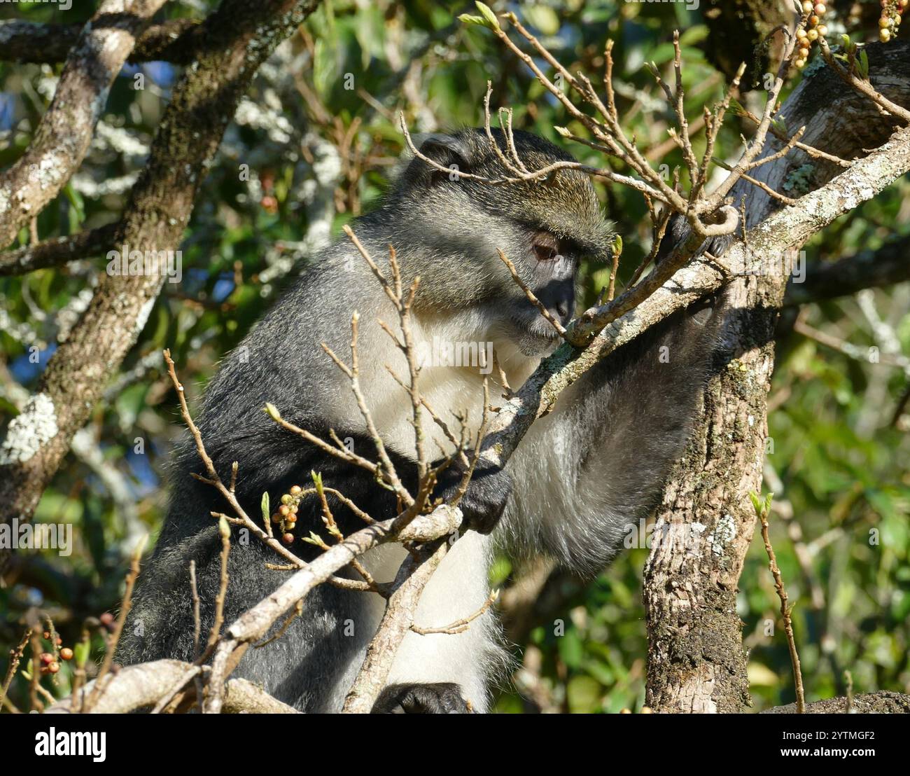 Samango (Cercopithecus mitis labiatus Stock Photo - Alamy