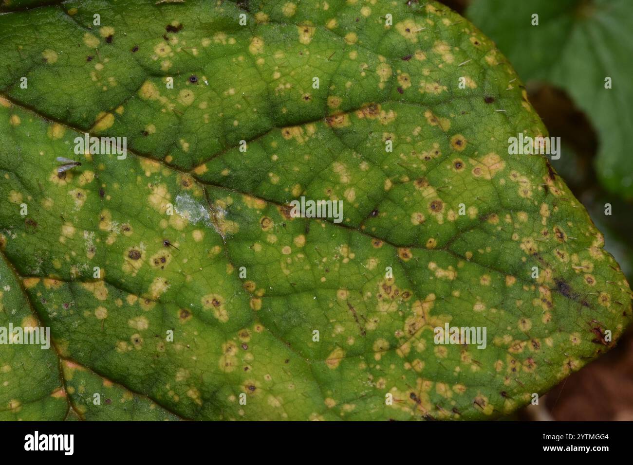 rust fungi (Pucciniales Stock Photo - Alamy