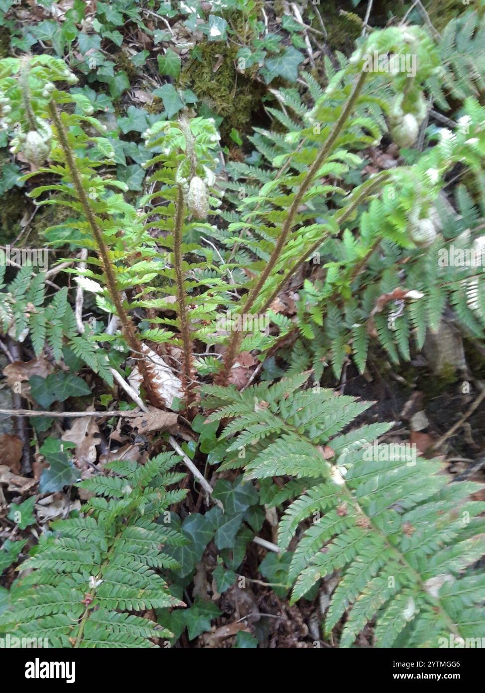 hard shield fern (Polystichum aculeatum Stock Photo - Alamy