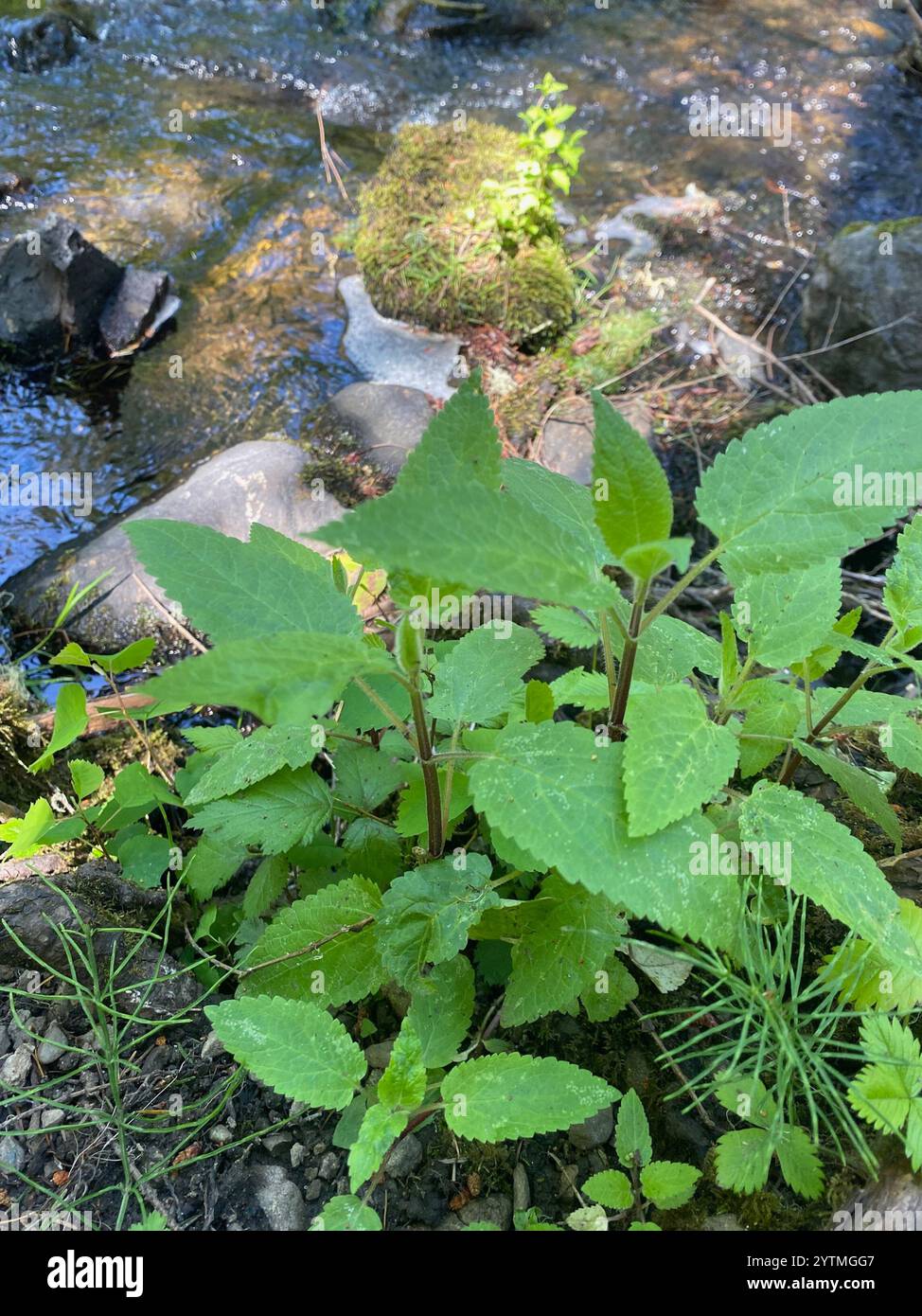 Coastal Hedge-nettle (Stachys chamissonis Stock Photo - Alamy