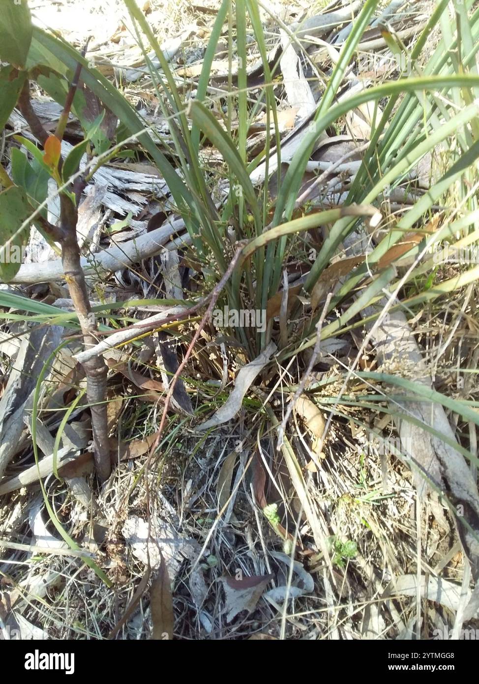 Lomandra grass hi-res stock photography and images - Alamy