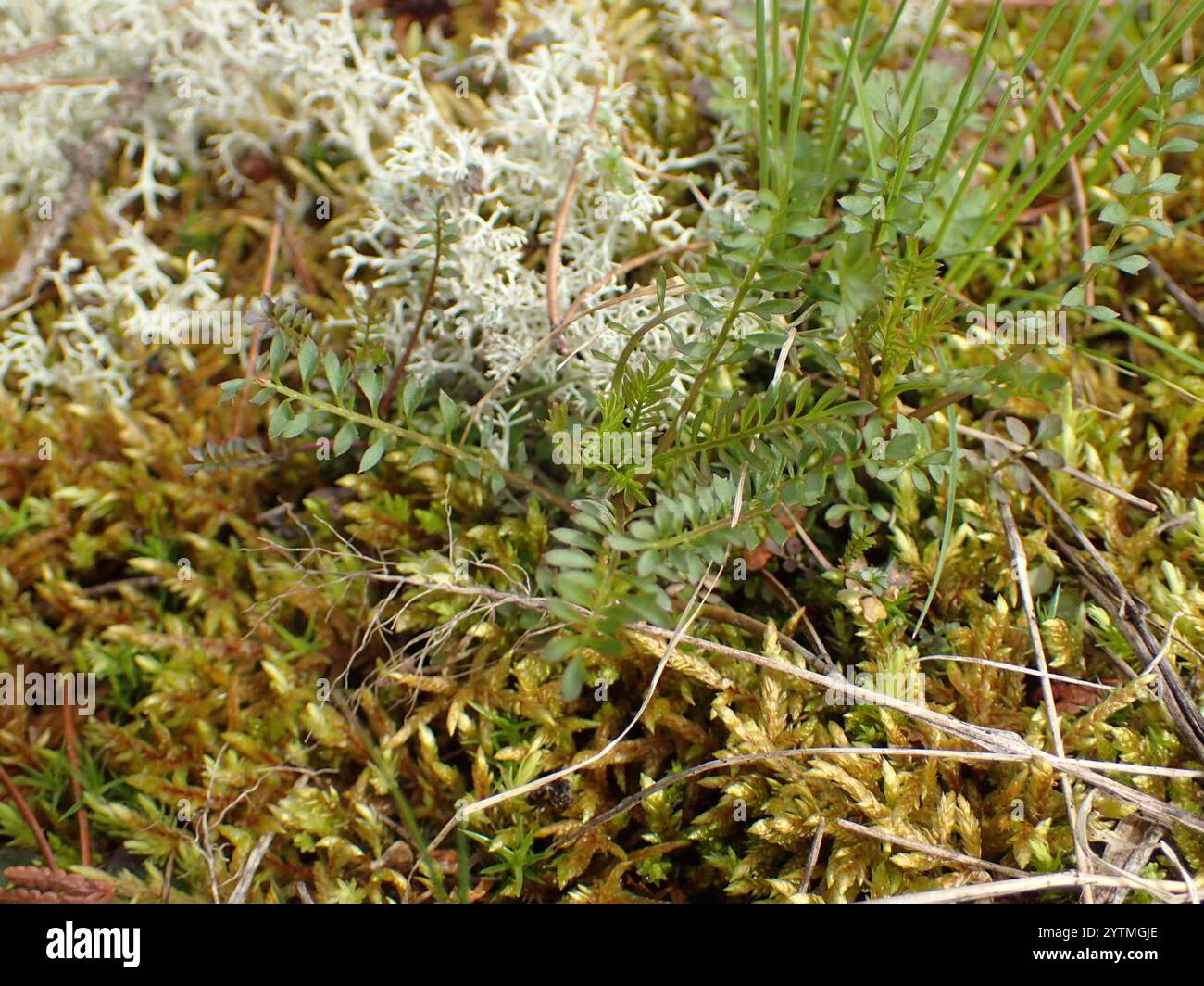 Sand Bittercress (Cardamine parviflora Stock Photo - Alamy
