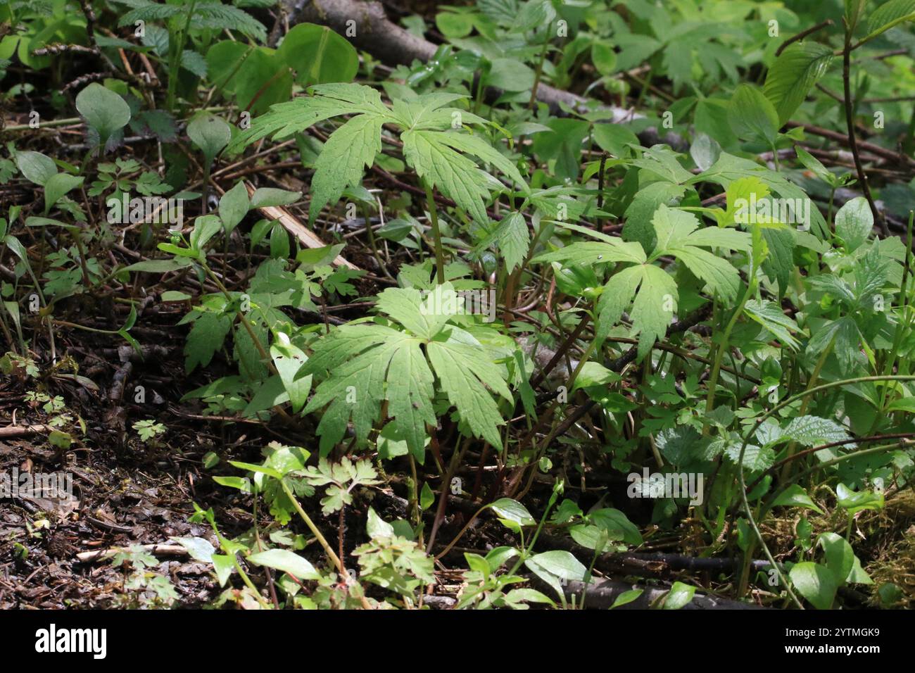 Pacific Waterleaf (Hydrophyllum tenuipes Stock Photo - Alamy