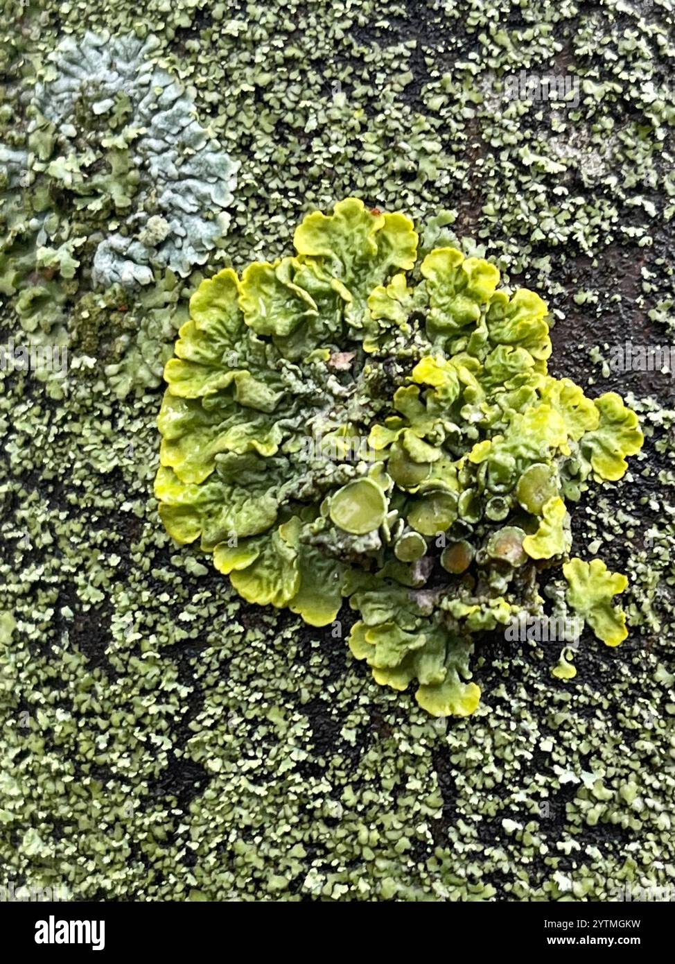Common Sunburst Lichen (Xanthoria parietina Stock Photo - Alamy
