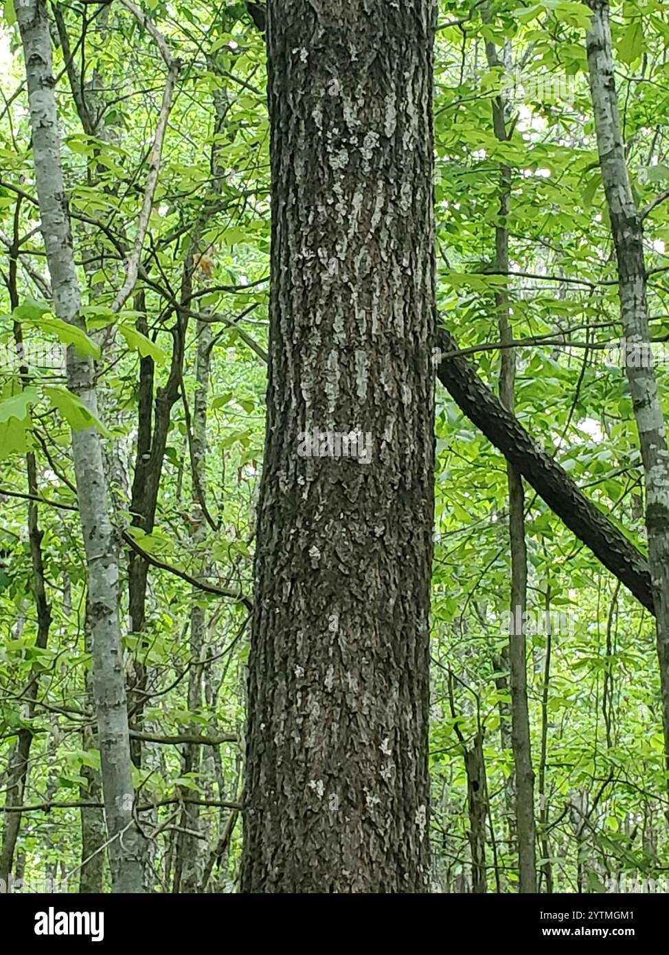 southern red oak (Quercus falcata Stock Photo - Alamy