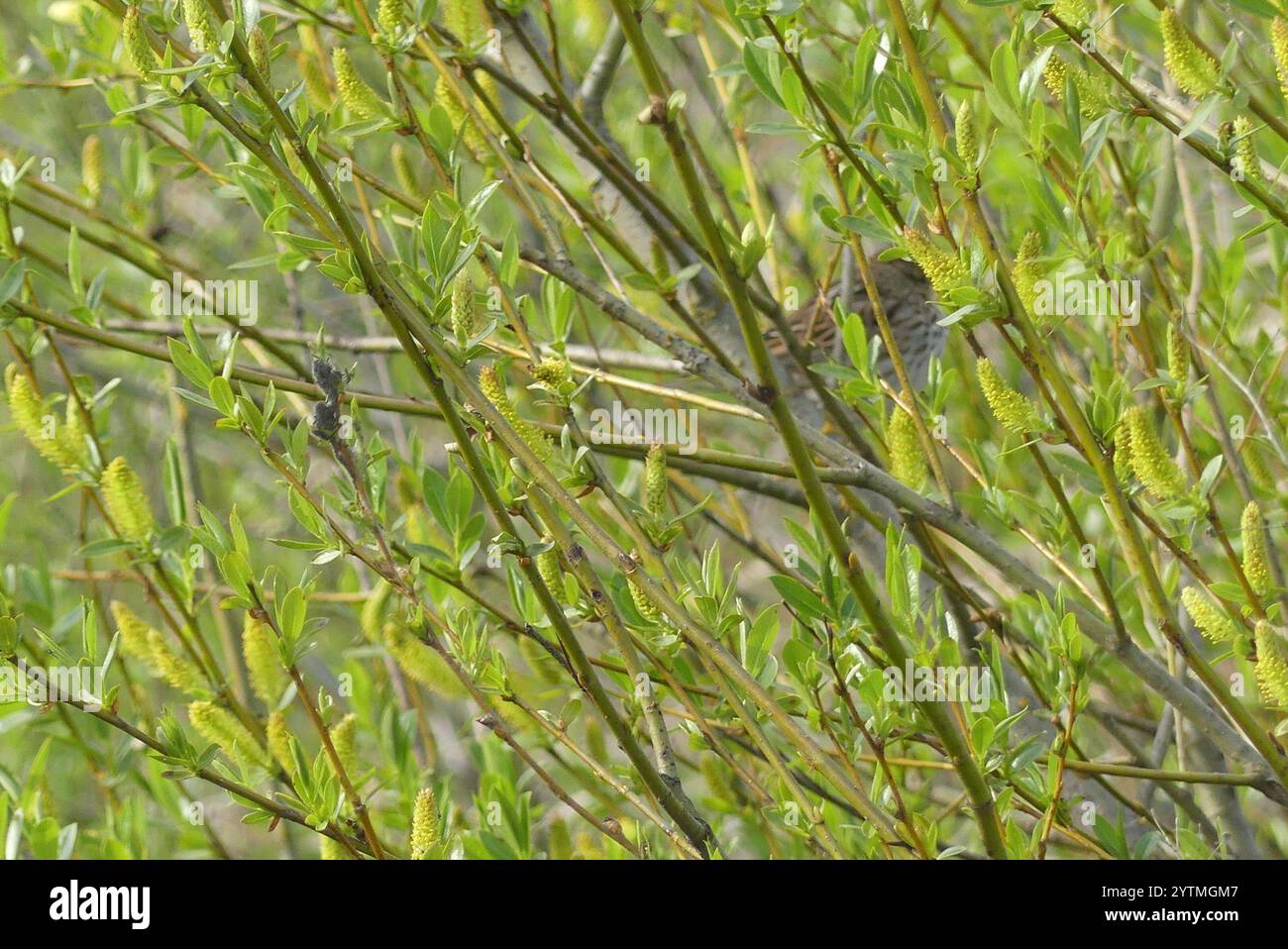 Savannah Sparrow (Passerculus sandwichensis Stock Photo - Alamy