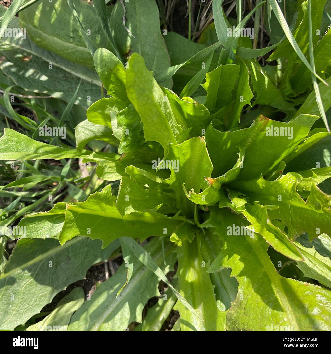 Rush Skeletonweed (Chondrilla juncea Stock Photo - Alamy