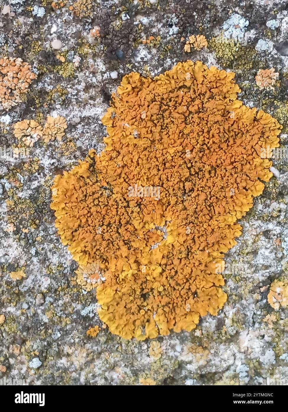 Xanthoria calcicola hi-res stock photography and images - Alamy