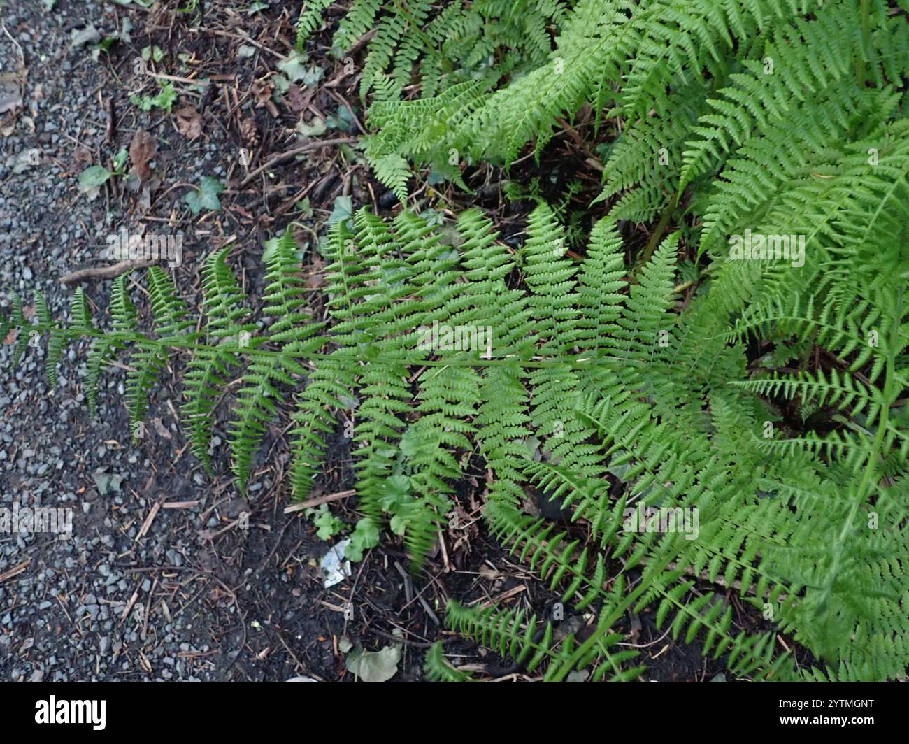 lady fern (Athyrium filix-femina Stock Photo - Alamy