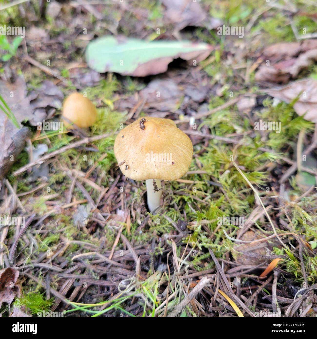 yellow fieldcap (Bolbitius titubans Stock Photo - Alamy