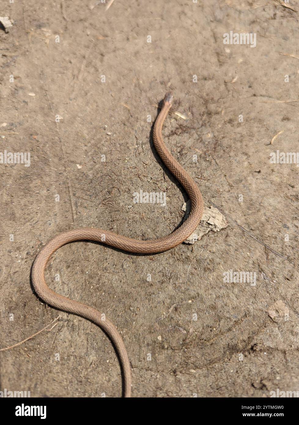 Northern Redbelly Snake (Storeria occipitomaculata occipitomaculata ...