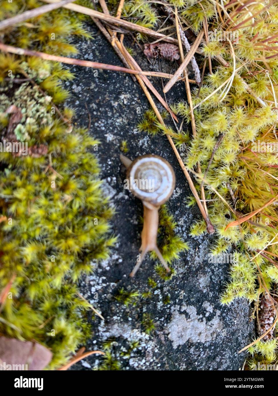 Common Land Snails and Slugs (Stylommatophora Stock Photo - Alamy