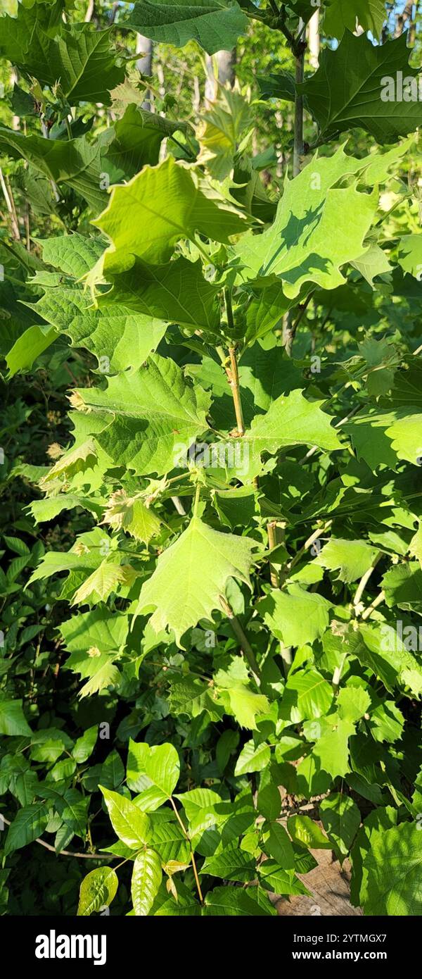 American sycamore (Platanus occidentalis Stock Photo - Alamy