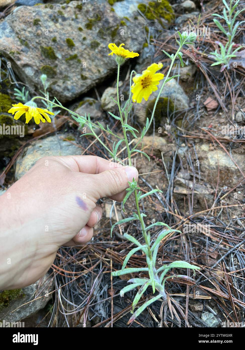 Common Madia (Madia elegans Stock Photo - Alamy