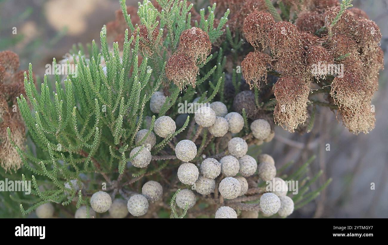 Cone Stompie (Brunia noduliflora Stock Photo - Alamy
