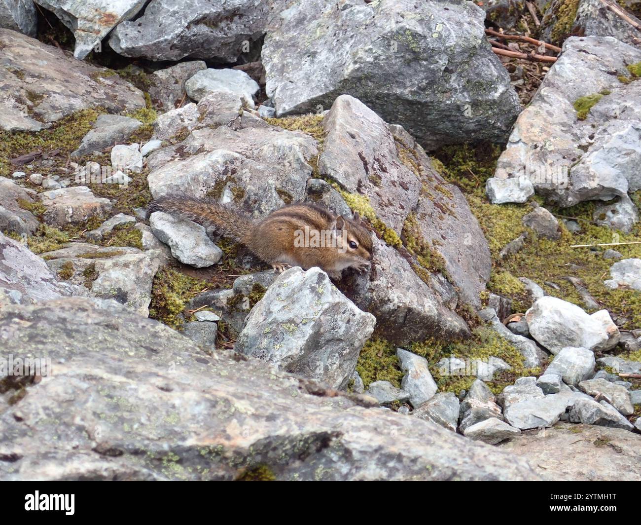 Townsend's Chipmunk (Neotamias townsendii Stock Photo - Alamy