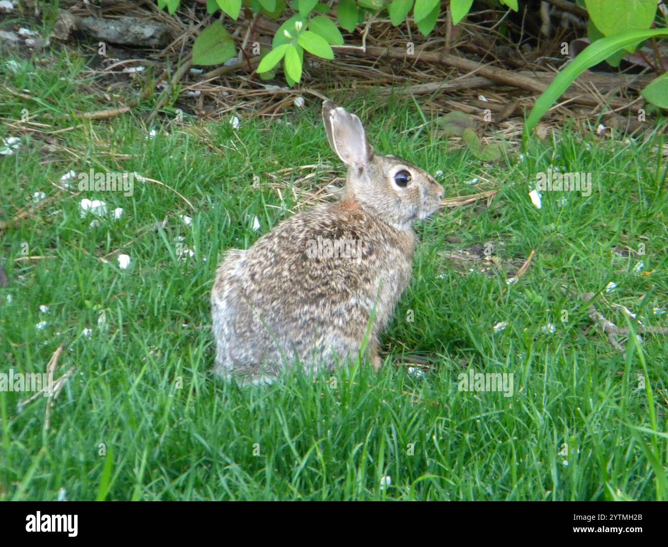 Eastern Cottontail (Sylvilagus floridanus Stock Photo - Alamy