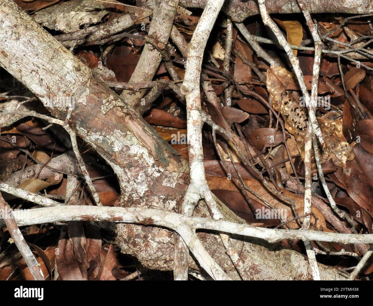 Wahlberg's Snake-eyed Skink (Panaspis wahlbergii Stock Photo - Alamy