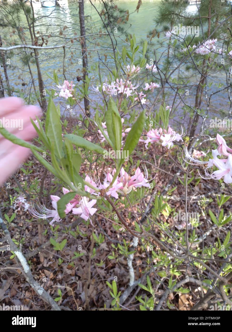 Mountain Azalea (Rhododendron canescens Stock Photo - Alamy