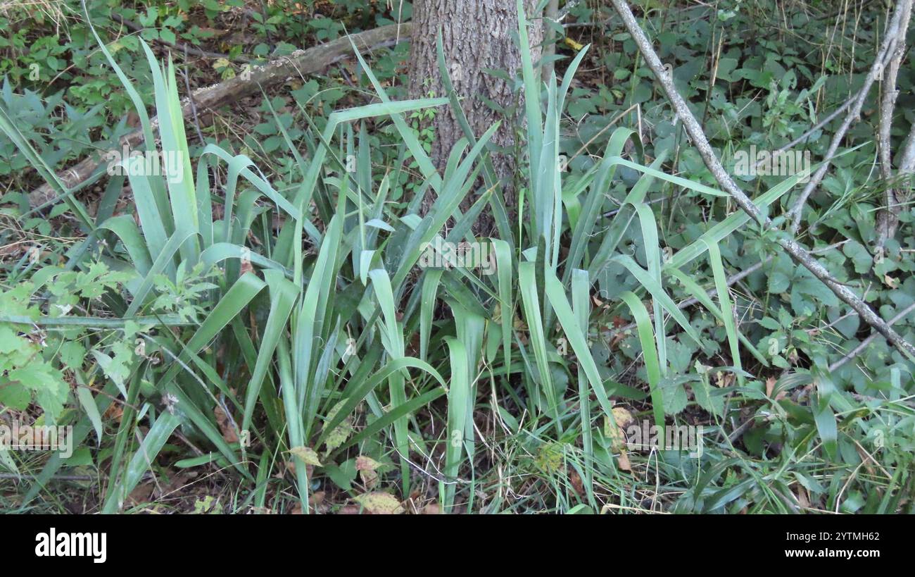 Weak-leaf Yucca (Yucca flaccida Stock Photo - Alamy