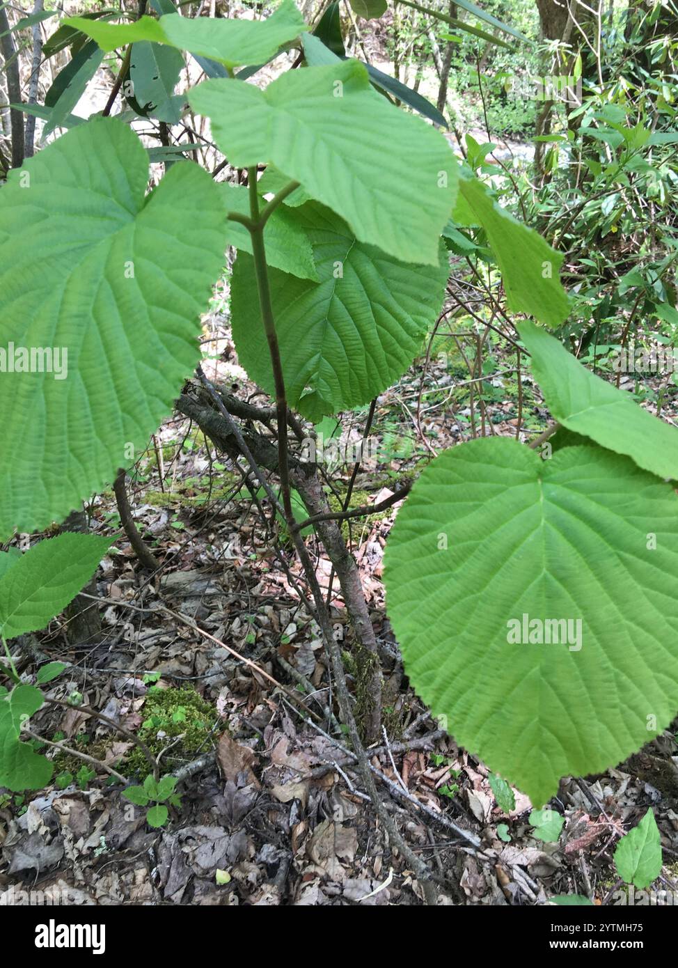 hobblebush (Viburnum lantanoides Stock Photo - Alamy