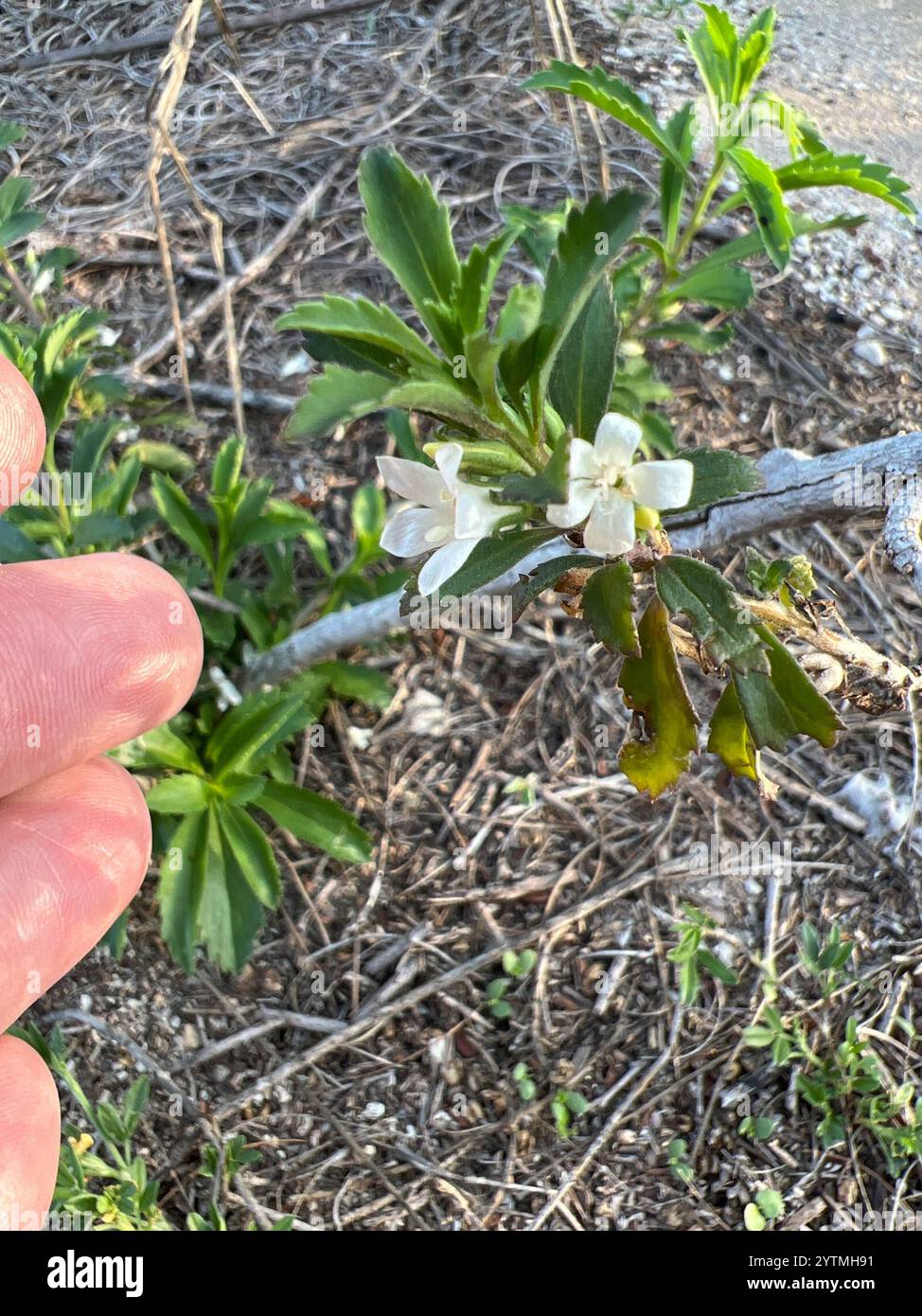 Goatweed (Capraria biflora Stock Photo - Alamy