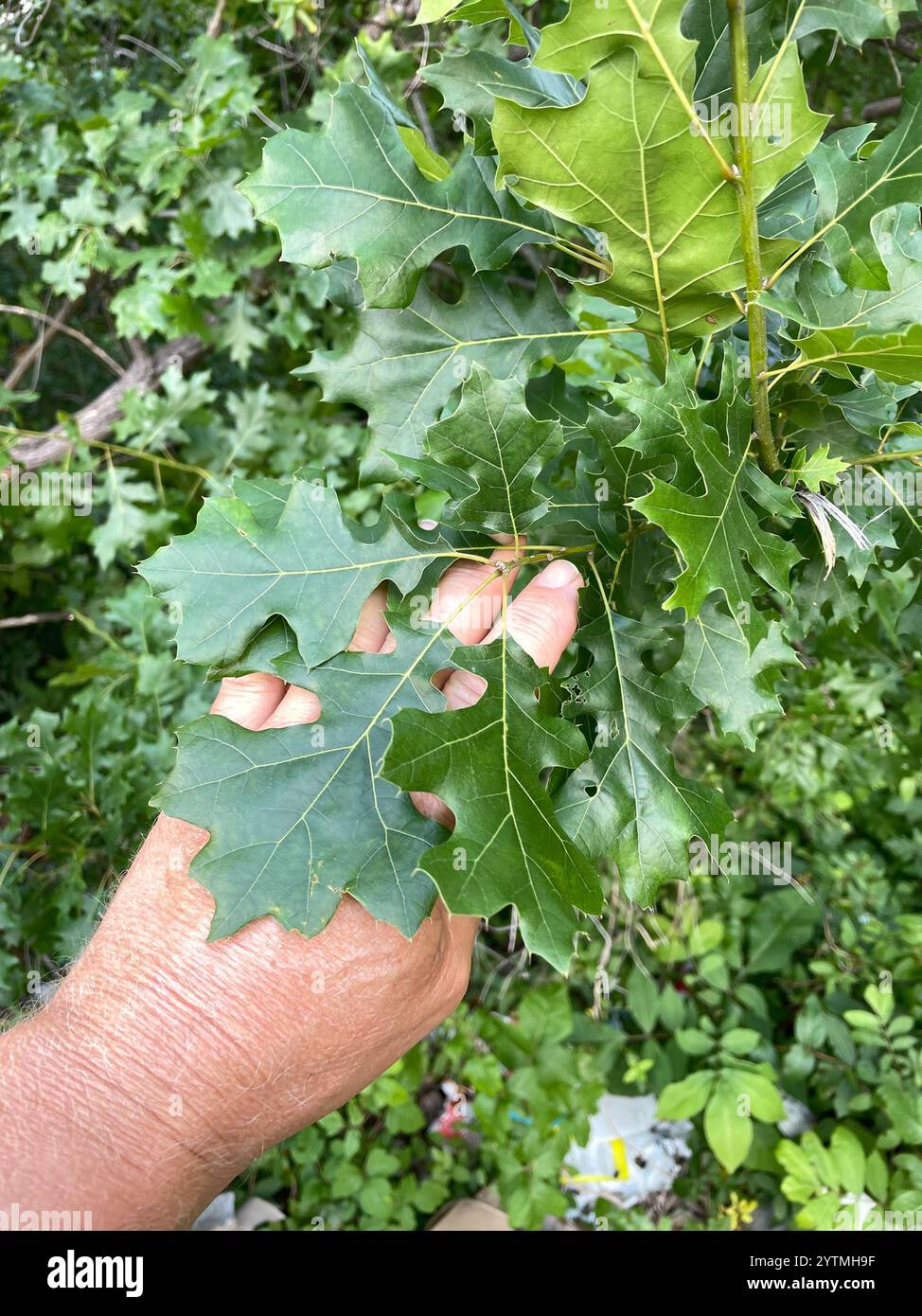 Shumard oak (Quercus shumardii Stock Photo - Alamy