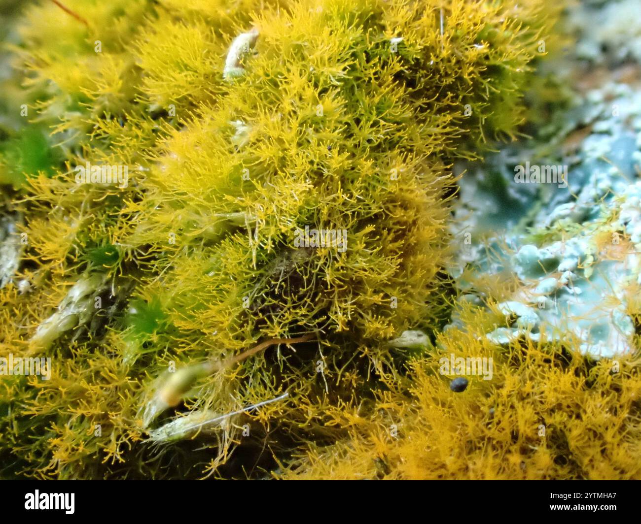 green algae (Chlorophyta Stock Photo - Alamy