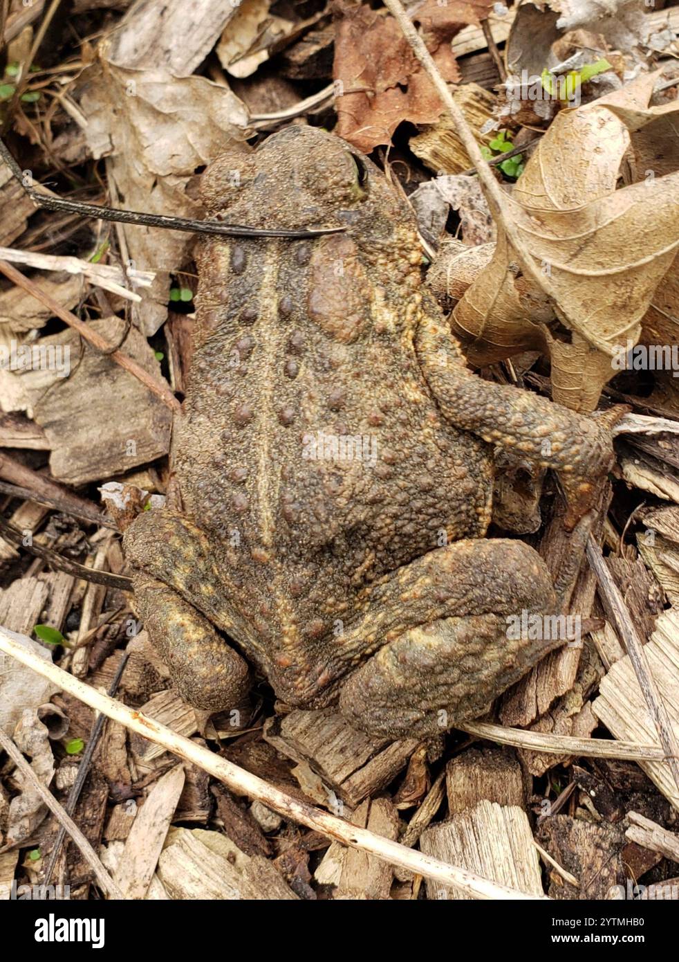 American Toad (Anaxyrus americanus Stock Photo - Alamy