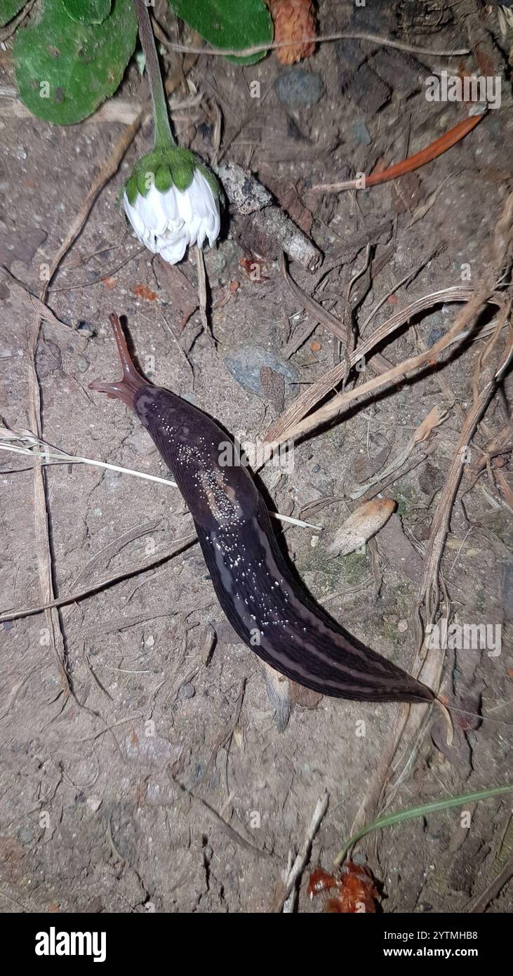 Leopard Slug (Limax maximus Stock Photo - Alamy