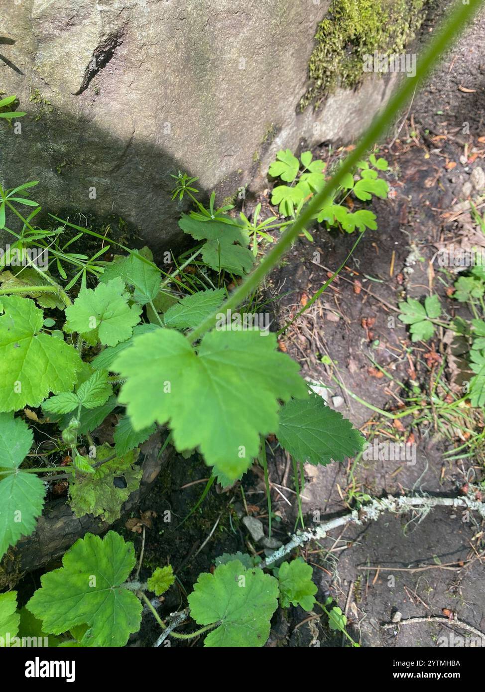 fringe cups (Tellima grandiflora Stock Photo - Alamy