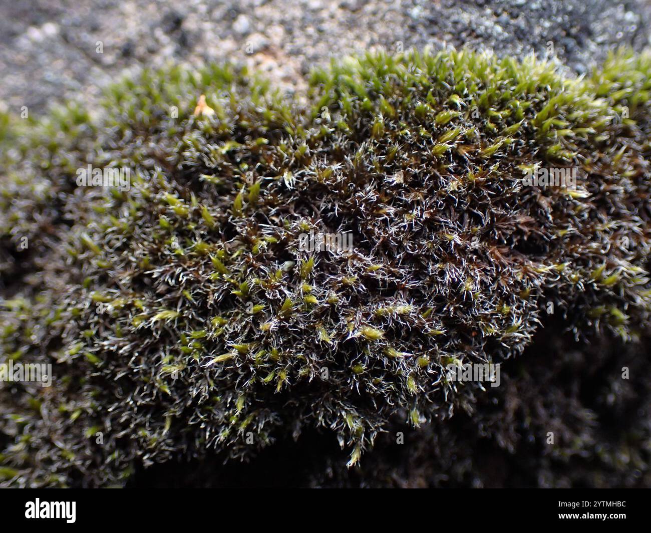 Yellow-green Rock Moss (Racomitrium heterostichum Stock Photo - Alamy