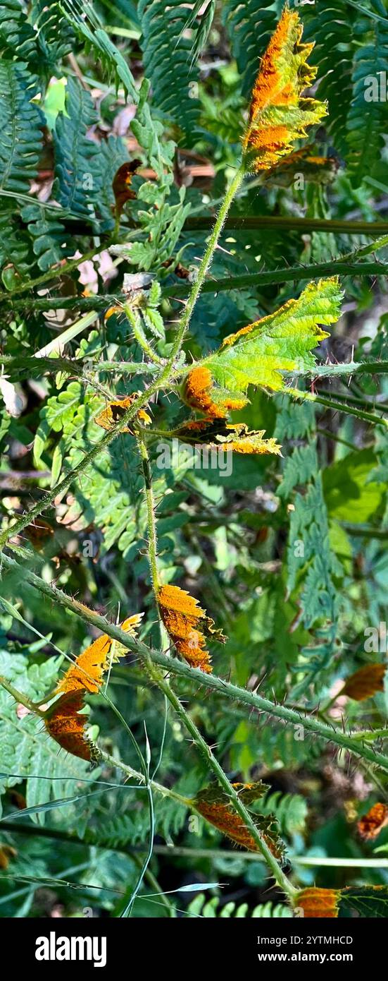 blackberry orange rust (Gymnoconia peckiana Stock Photo - Alamy