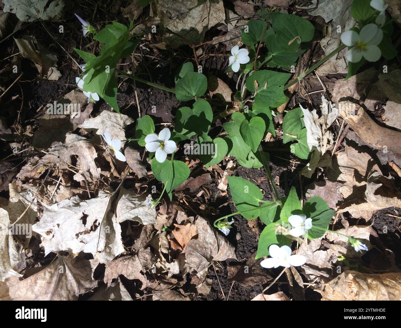 Canada violet viola canadensis hi-res stock photography and images - Alamy