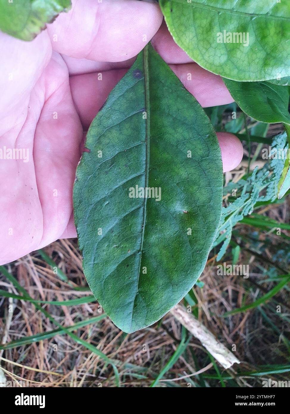 Kanono (Coprosma grandifolia Stock Photo - Alamy