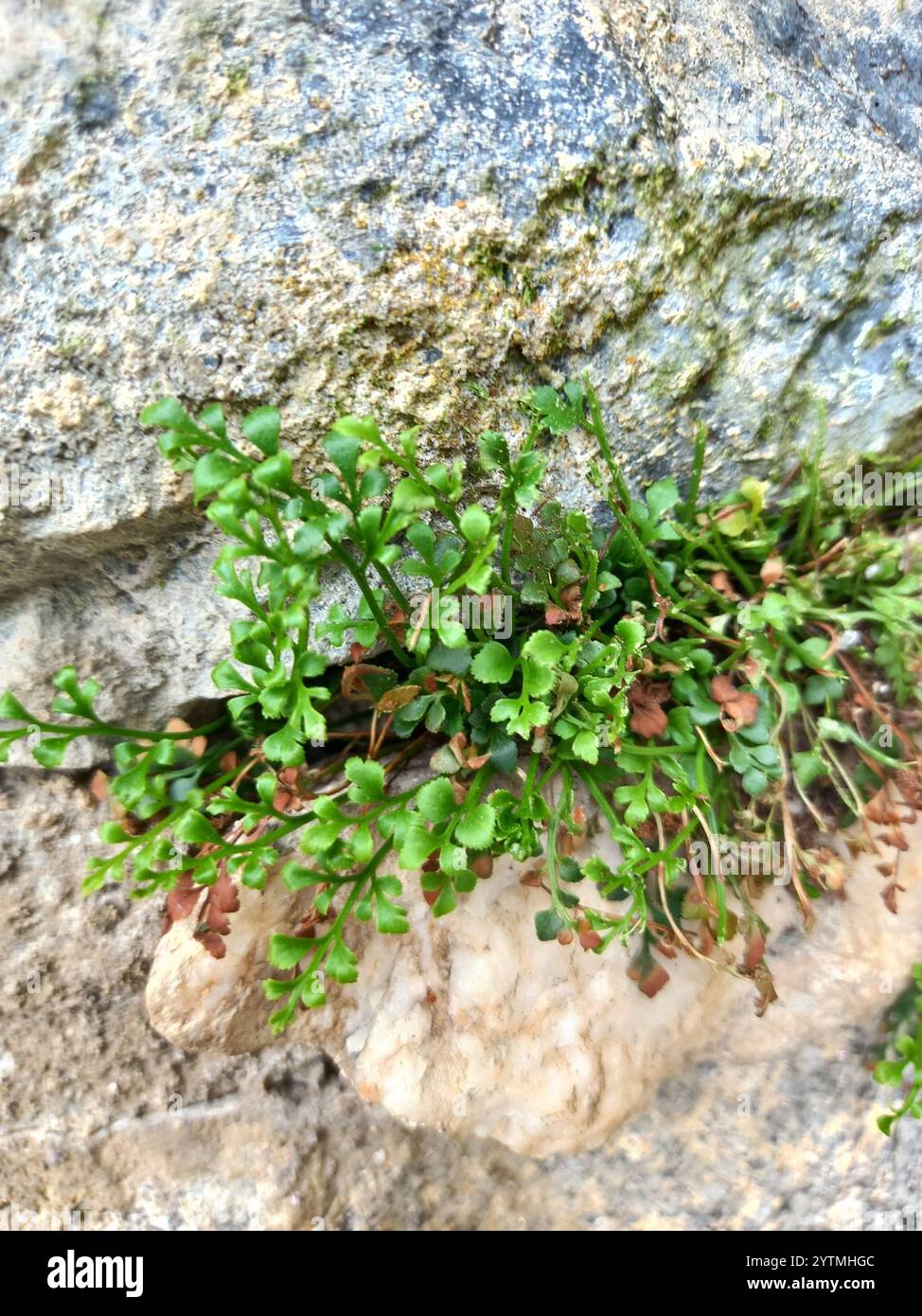 wall-rue (Asplenium ruta-muraria Stock Photo - Alamy
