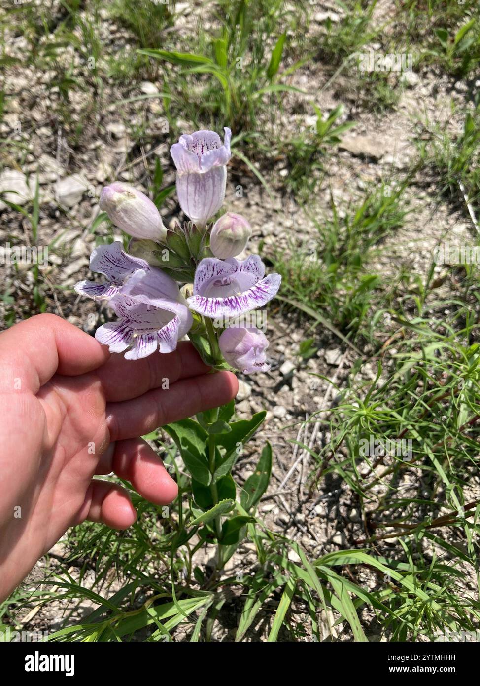 cobaea beardtongue (Penstemon cobaea Stock Photo - Alamy