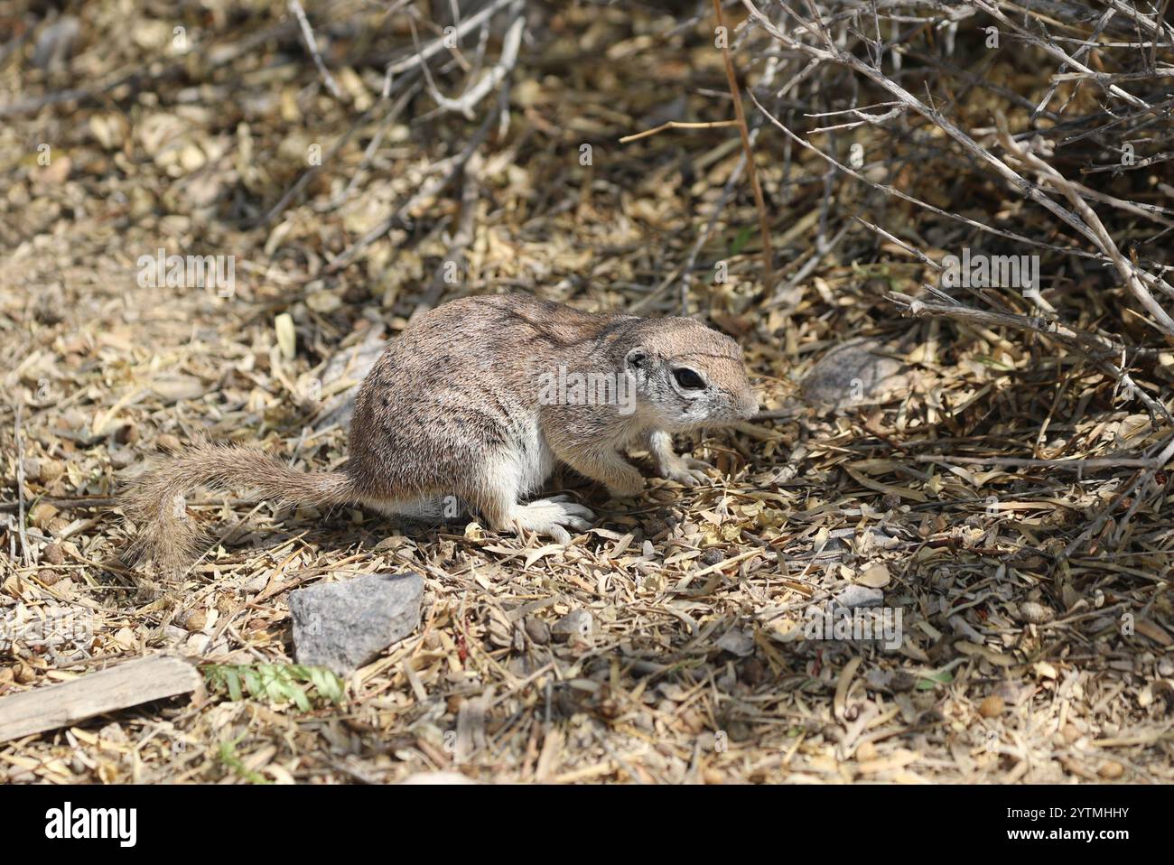 Round-tailed Ground Squirrel (Xerospermophilus tereticaudus Stock Photo ...