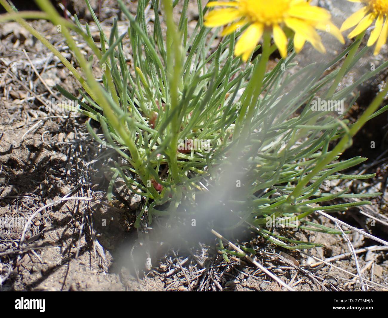 Desert Yellow Fleabane (Erigeron linearis Stock Photo - Alamy