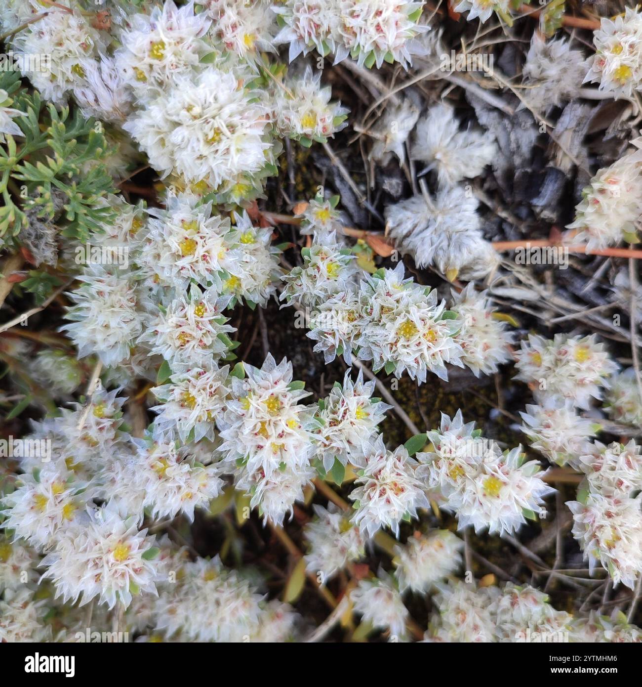 Algerian Tea (Paronychia argentea Stock Photo - Alamy
