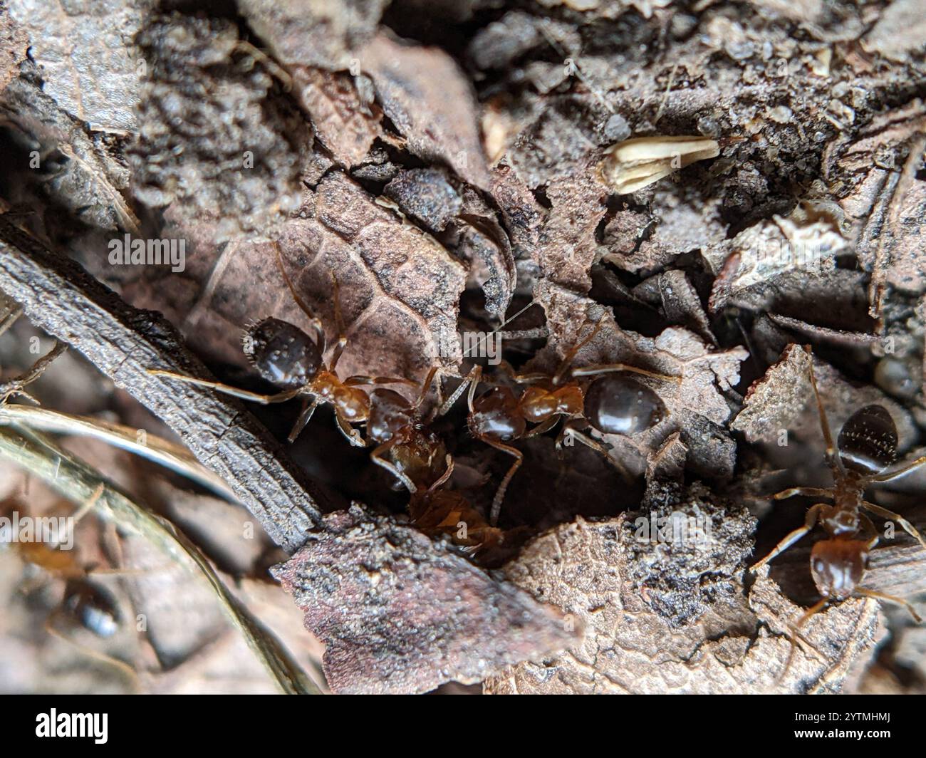 Citronella Ants, Fuzzy Ants, and Allies (Lasius Stock Photo - Alamy
